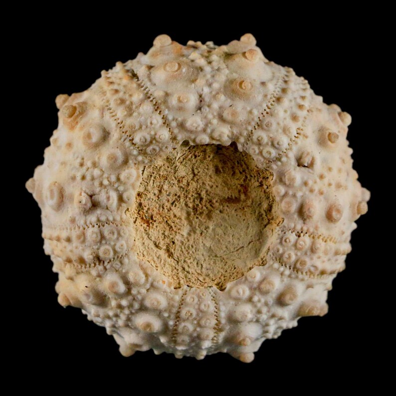 32MM Detailed Fossil Goniopygus Sp Sea Urchin Echinoid Cretaceous Age ...