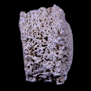 1.8 Glyptodon Fossil Osteoderm Scute Plate Bony Armor 1.2 Ounces ...