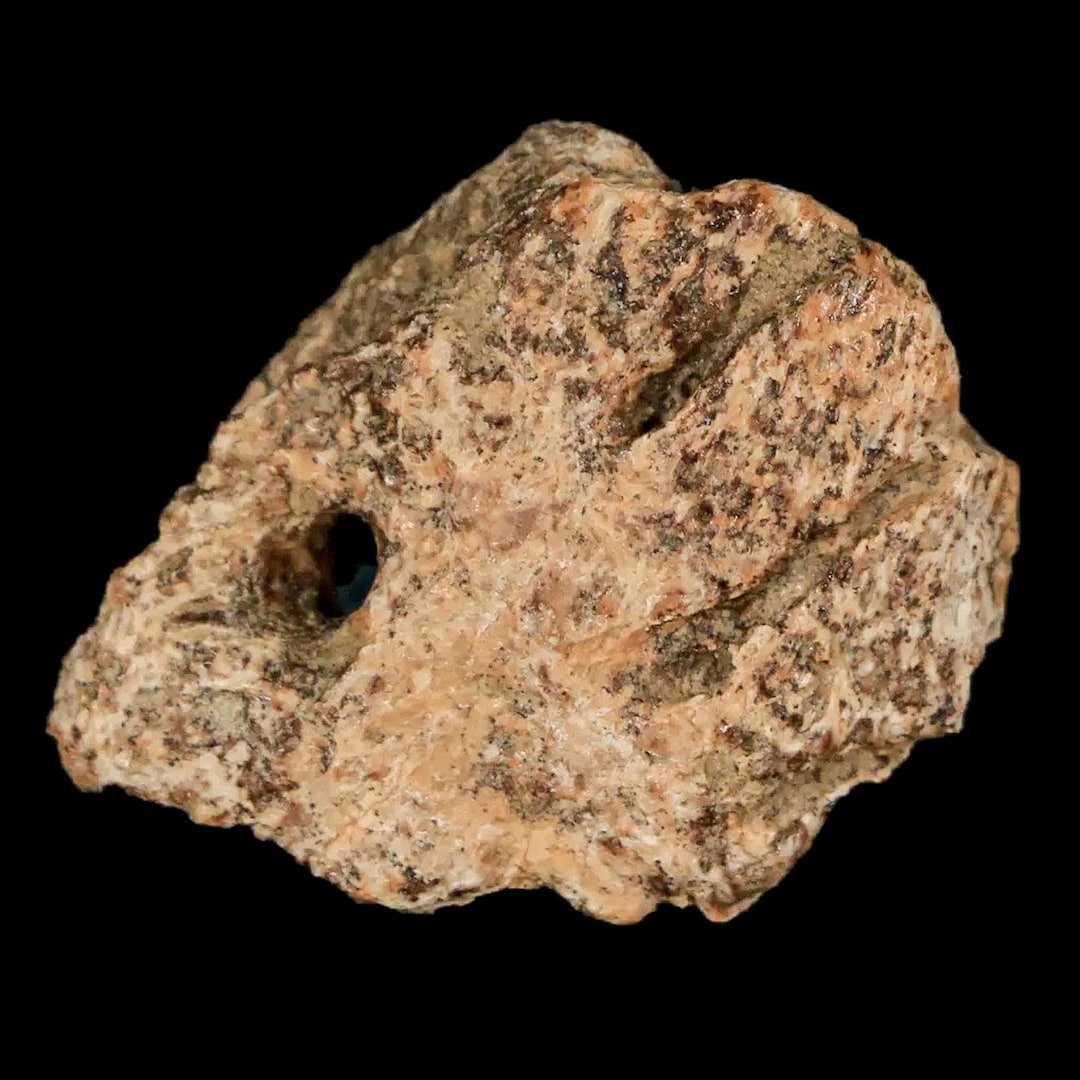 1.1" Ankylosaurus Fossil Scute Armor Lance Creek Formation Cretaceous ...