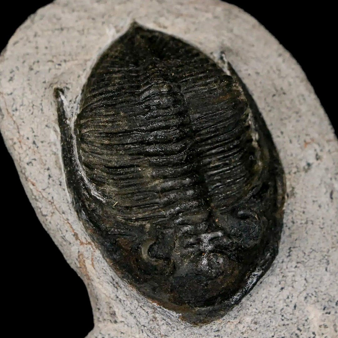 2 Zlichovaspis Rugosa Trilobite Fossil Morocco Devonian Age 400 Mil ...