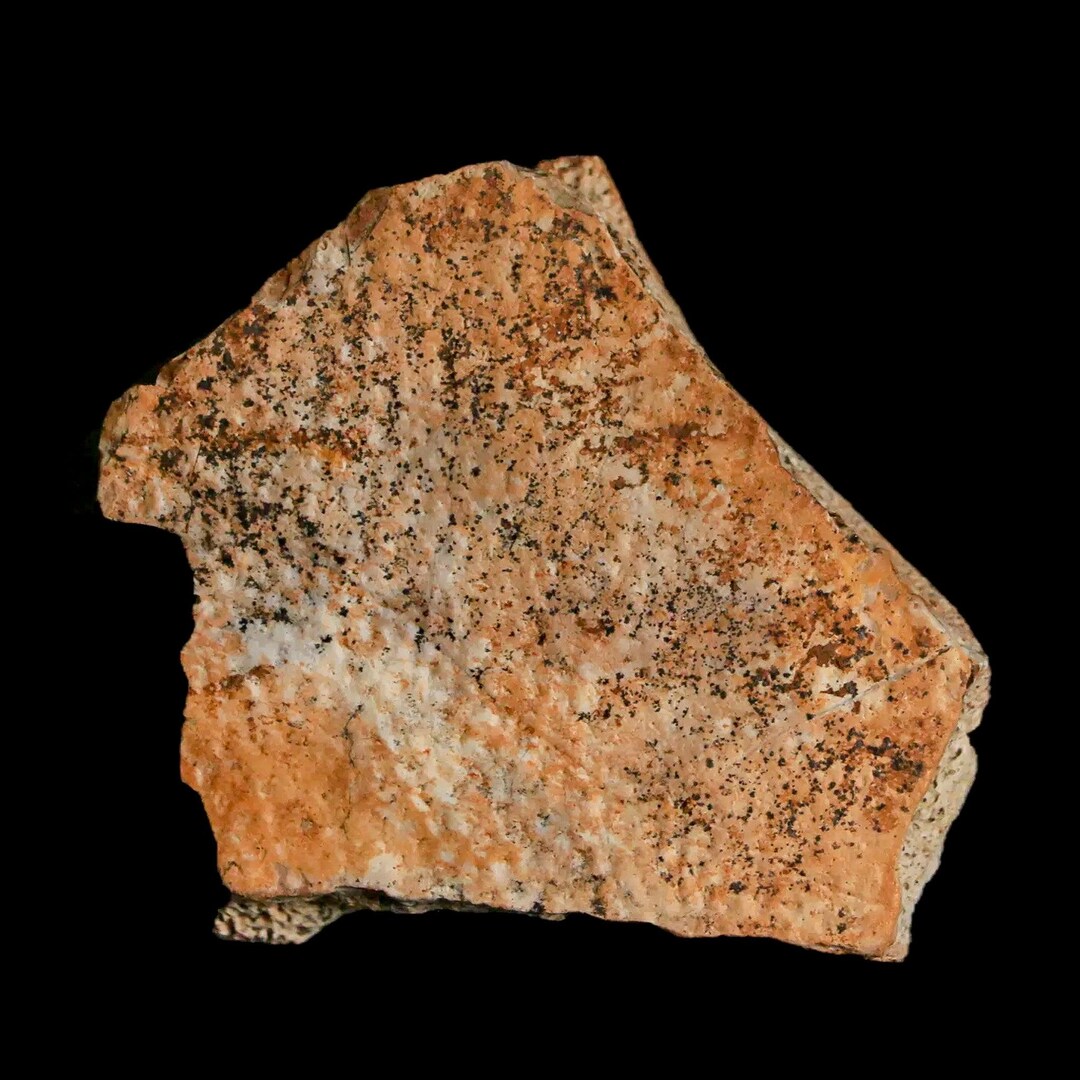 1.8 Fossil Turtle Shell Judith River Formation Montana 100 Million Year ...