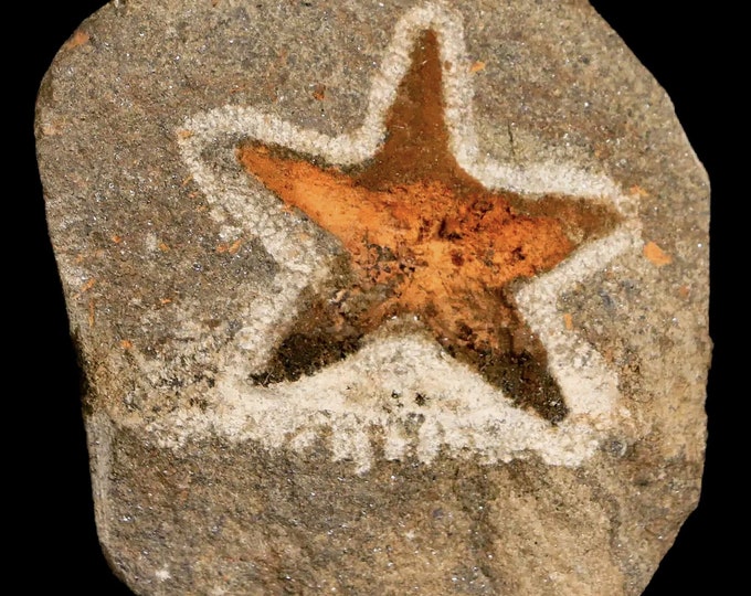 32MM Brittlestar Petraster Starfish Fossil Ordovician Age Blekus ...