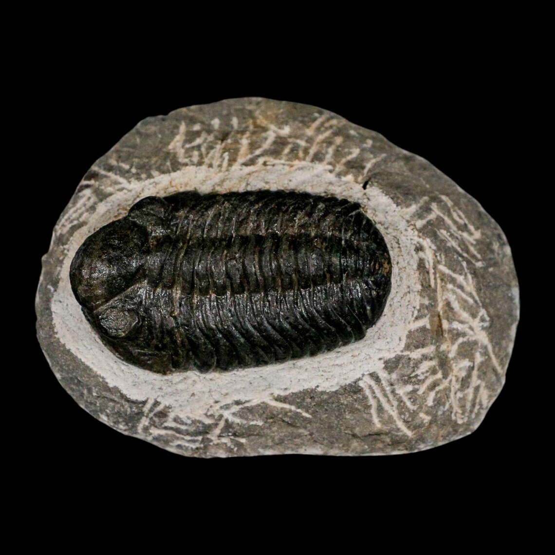 2.2" Moroccops Trilobite Fossil Morocco Devonian Age 400 Mil Yrs Old ...
