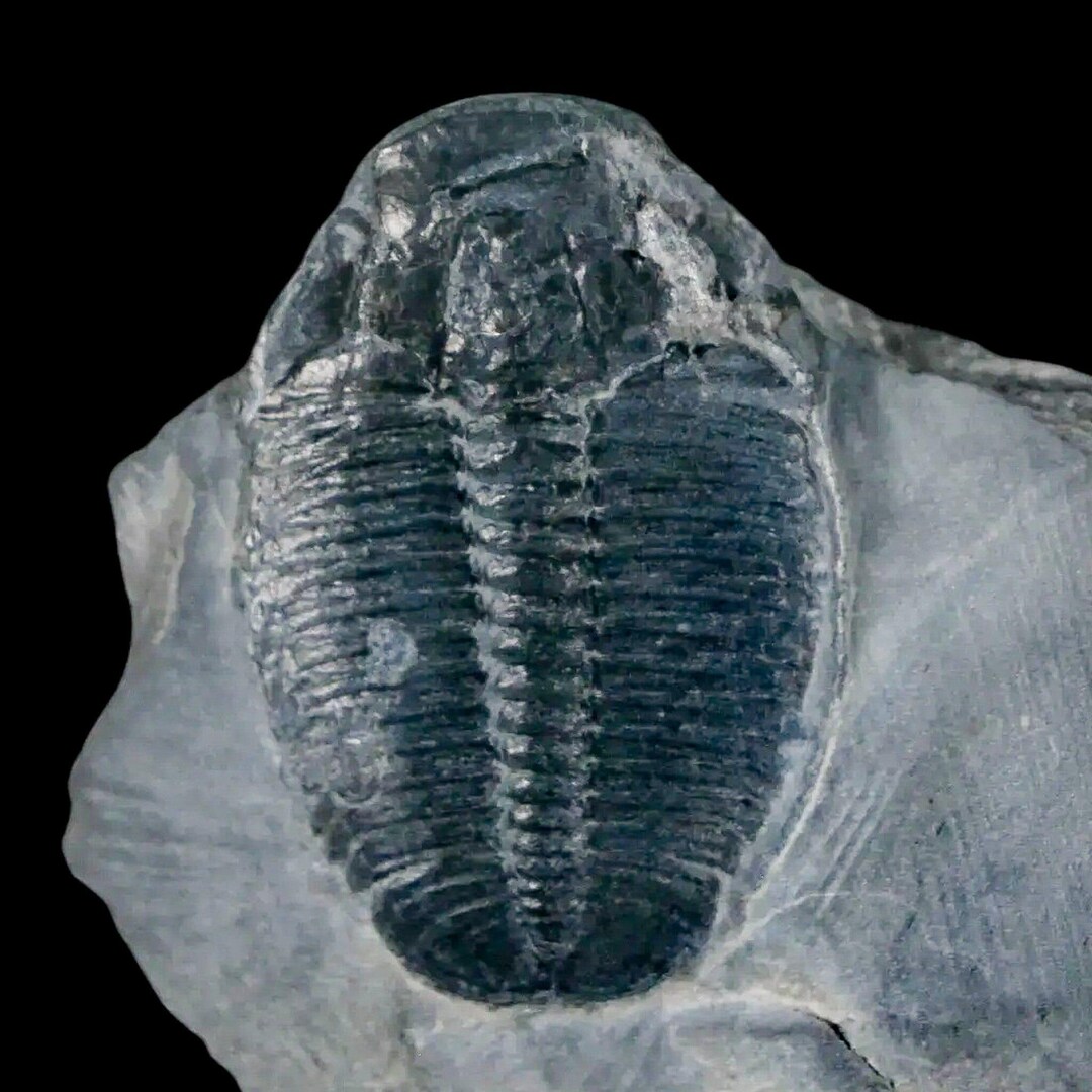 1.2" Elrathia Kingi Trilobite Fossil in Matrix House Range Utah ...