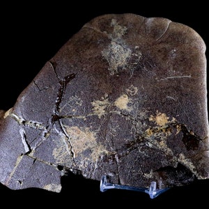 XL 8" Fossil Turtle Shell Hell Creek Formation Montana 100 Million Year ...