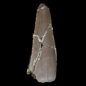 0.6" Postosuchus Rauisuchid Archosaur Fossil Tooth Chinle Formation ...