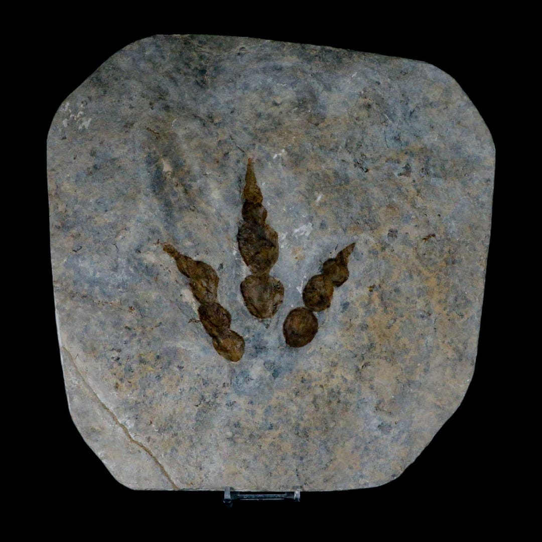 4.6" Grallator Variabilis Dinosaurs Tracks Foot Prints Jurassic Age ...