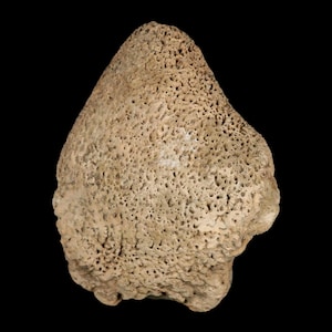 3.4 Glyptodon Fossil Osteoderm Spike Scute Plate Bony Armor Pleistocene ...