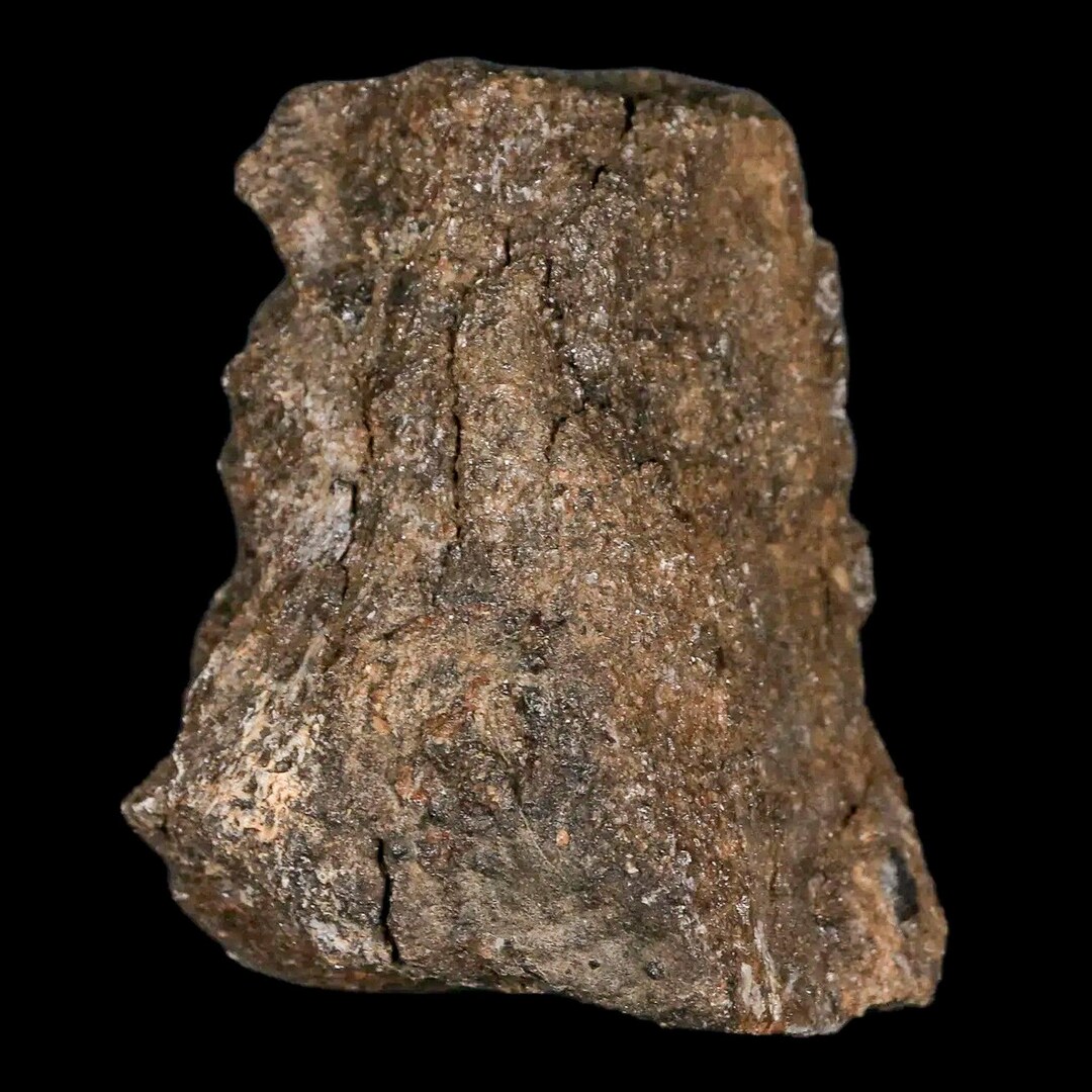 2.4" Lambeosaurus Fossil Rib Bone Judith River Formation Montana ...