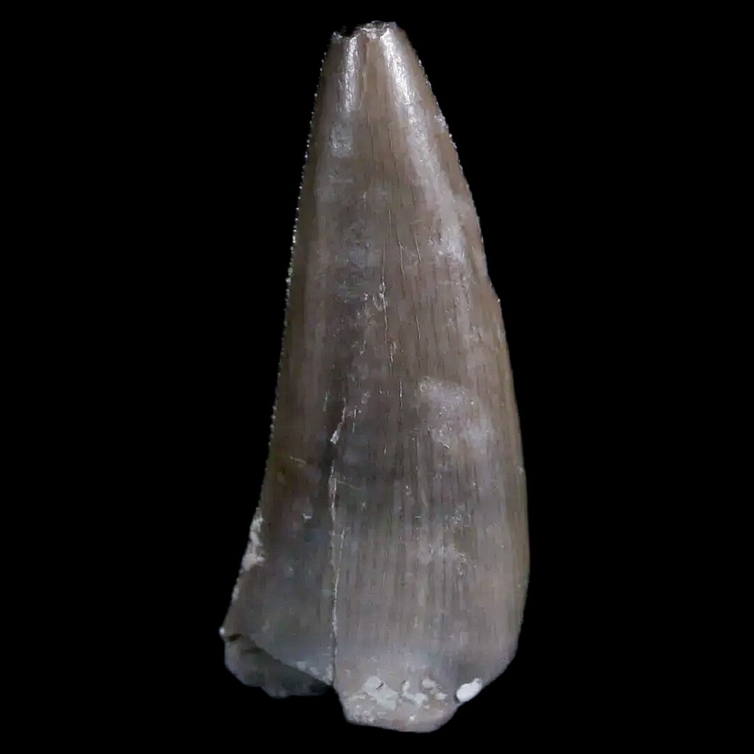 0.8" Postosuchus Rauisuchid Archosaur Fossil Tooth Chinle Formation ...