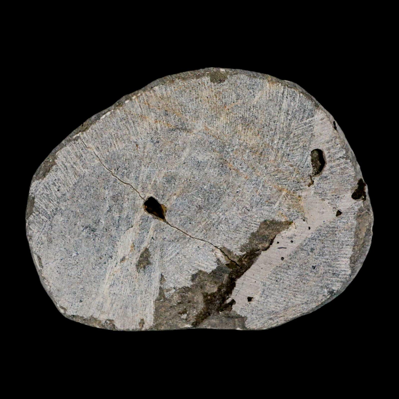 2.2" Moroccops Trilobite Fossil Morocco Devonian Age 400 Mil Yrs Old ...