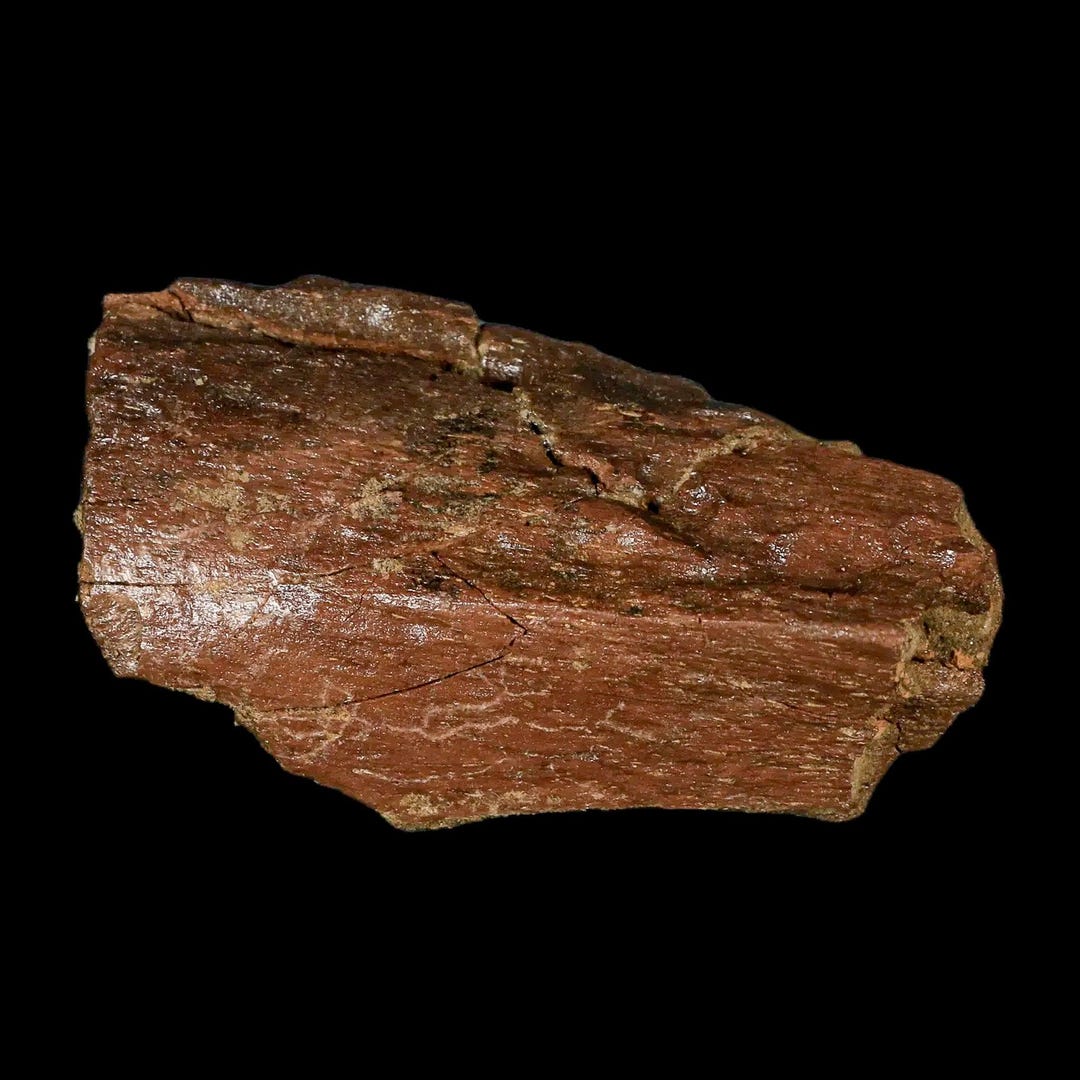 4" Tyrannosaurus Rex Dinosaur Fossil Bone With Bacteria Rot Lance Creek ...