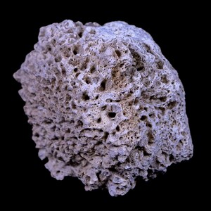 1.8" Glyptodon Fossil Osteoderm Scute Plate Bony Armor 1.1 Ounces ...