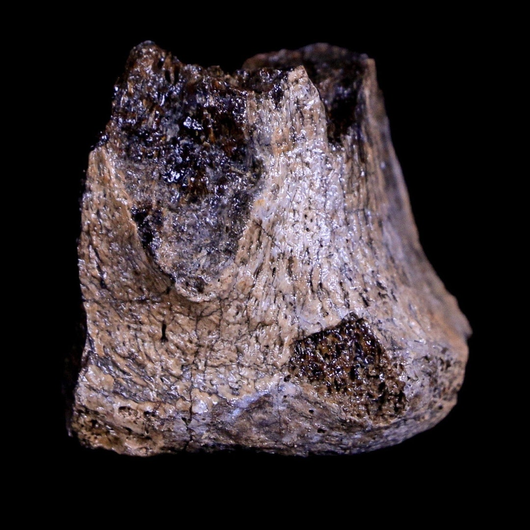 1.4 Centrosaurus Fossil Bone Judith River Hill County Montana ...
