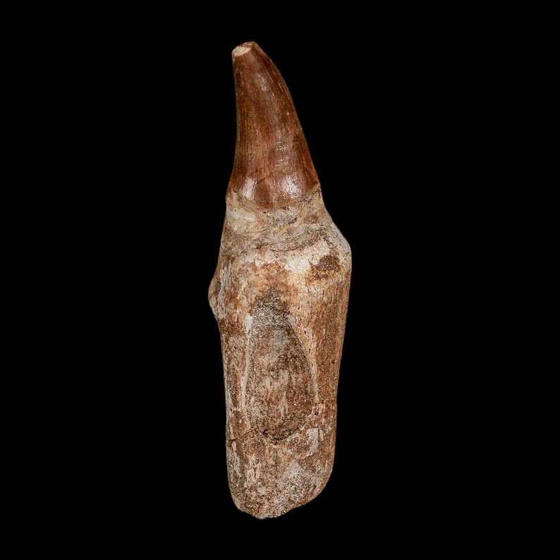 2.8" Mosasaur Eremiasaurus Fossil Tooth Rooted Cretaceous Dinosaur Era ...