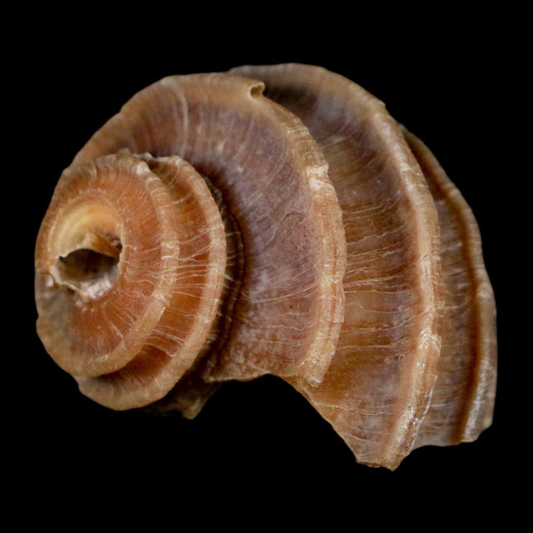 1.3" Ecphora Gardnerae Gastropod Fossil Shell Lee Creek Miocene Epoch ...