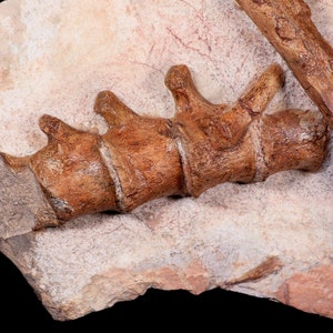 13" Polycotylid Plesiosaur Jaw and Vertebrae Fossil in Situ Cretaceous ...