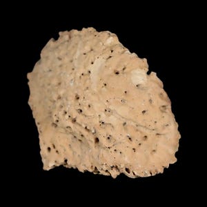 1.9" Glyptodon Fossil Osteoderm Scute Plate Bony Armor Pleistocene Age ...