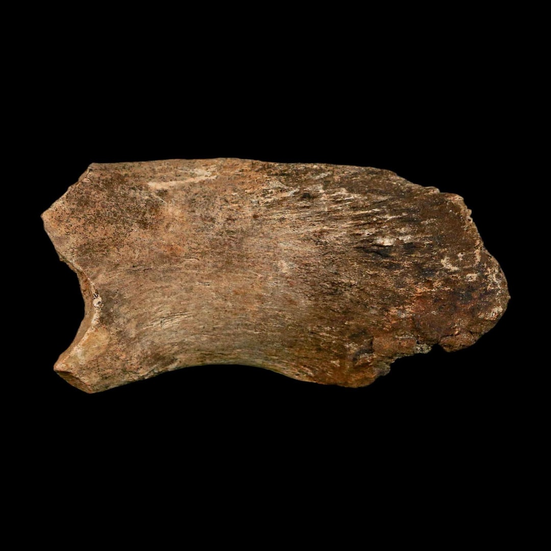 2.4" Hadrosaur Dinosaur Fossil Rib Bone Hell Creek Formation Montana ...