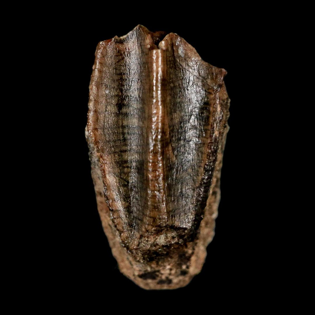 0.6" Lambeosaurus Dinosaur Fossil Tooth Judith River Formation Montana ...
