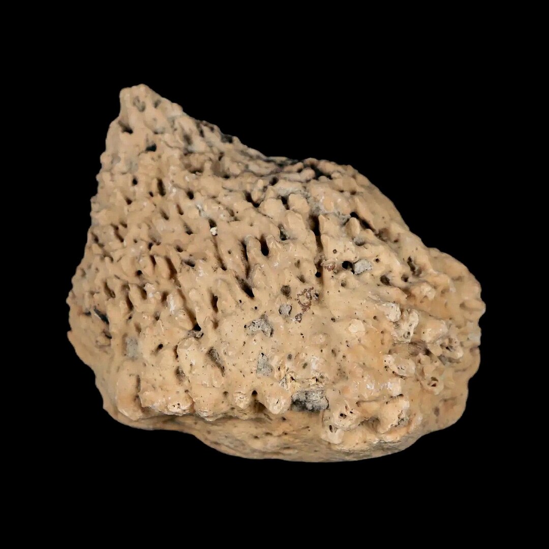 1.8" Glyptodon Fossil Osteoderm Spike Scute Plate Bony Armor ...