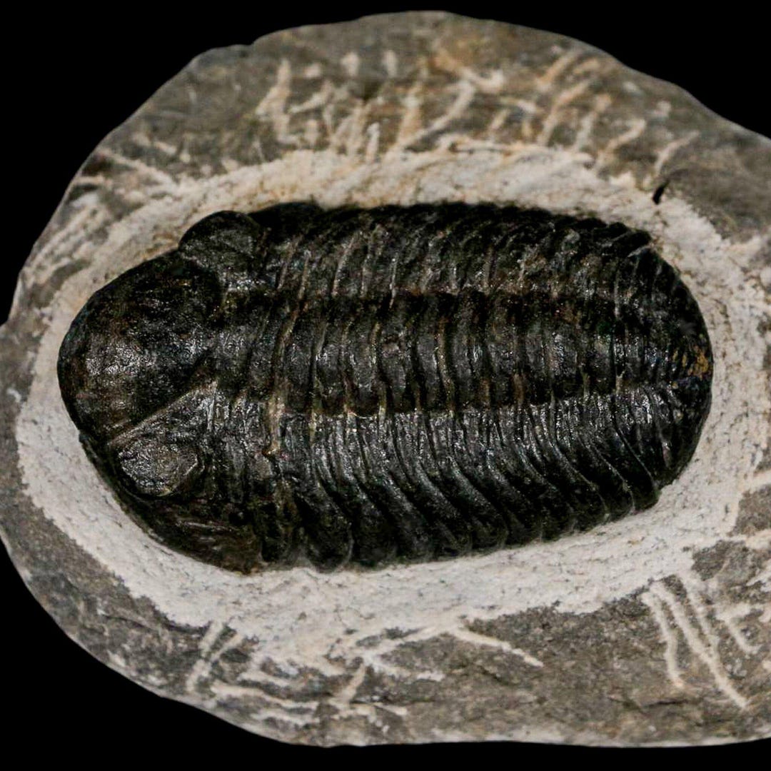 2.2" Moroccops Trilobite Fossil Morocco Devonian Age 400 Mil Yrs Old ...