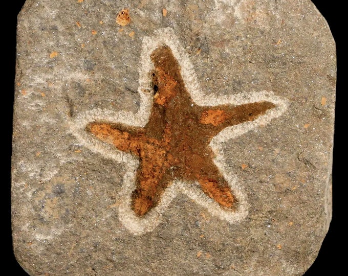 37MM Brittlestar Petraster Starfish Fossil Ordovician Age Blekus ...
