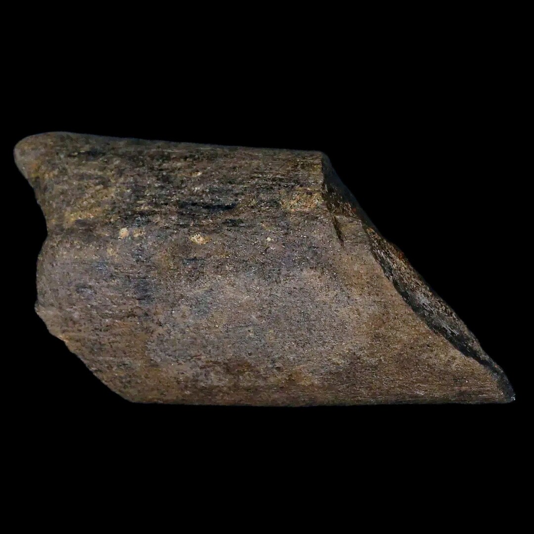 3.3" Hypacrosaurus Dinosaur Fossil Rib Bone Two Medicine Formation ...