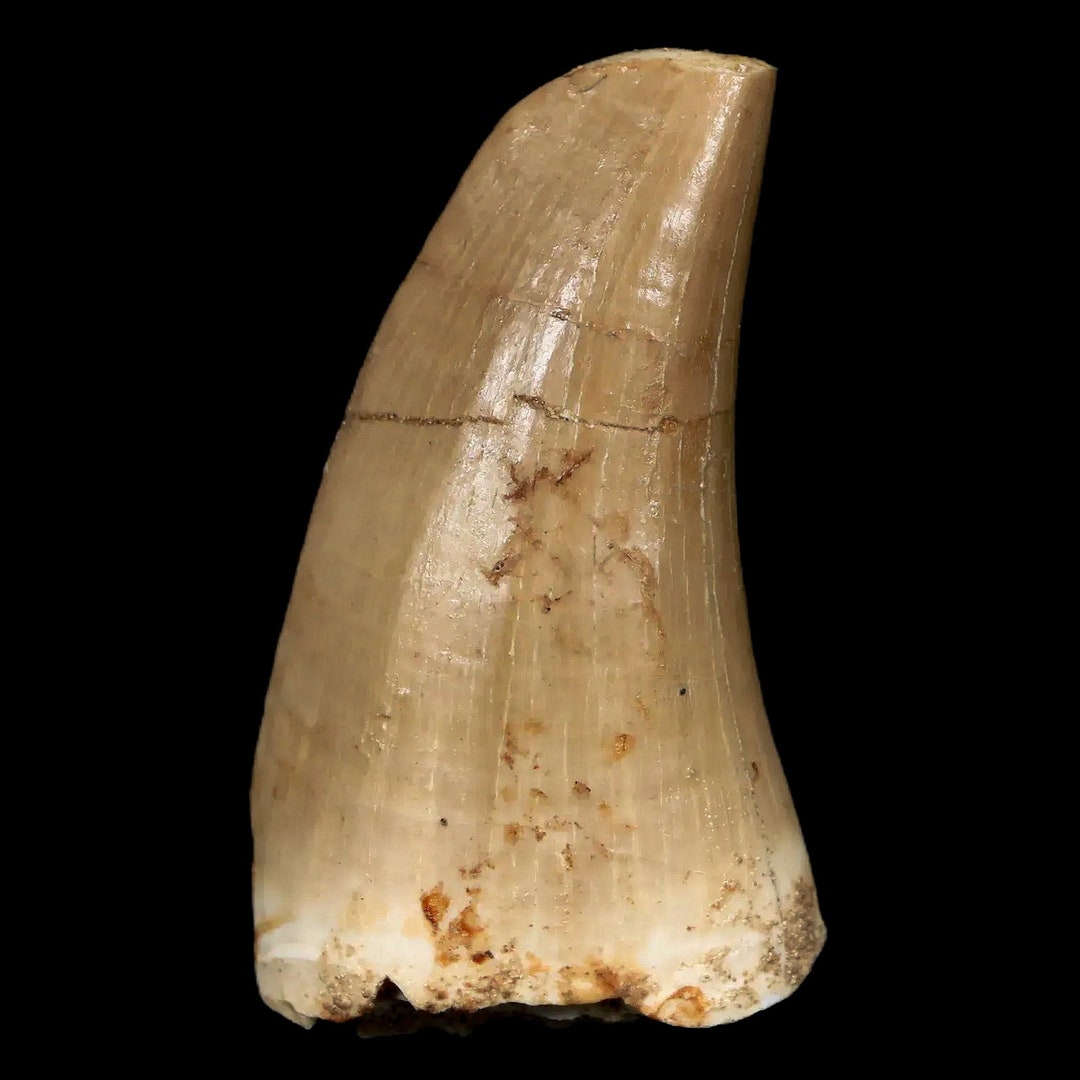 XL 2.2 Tylosaurus Mosasaur Fossil Tooth Cretaceous Dinosaur Era Oued ...