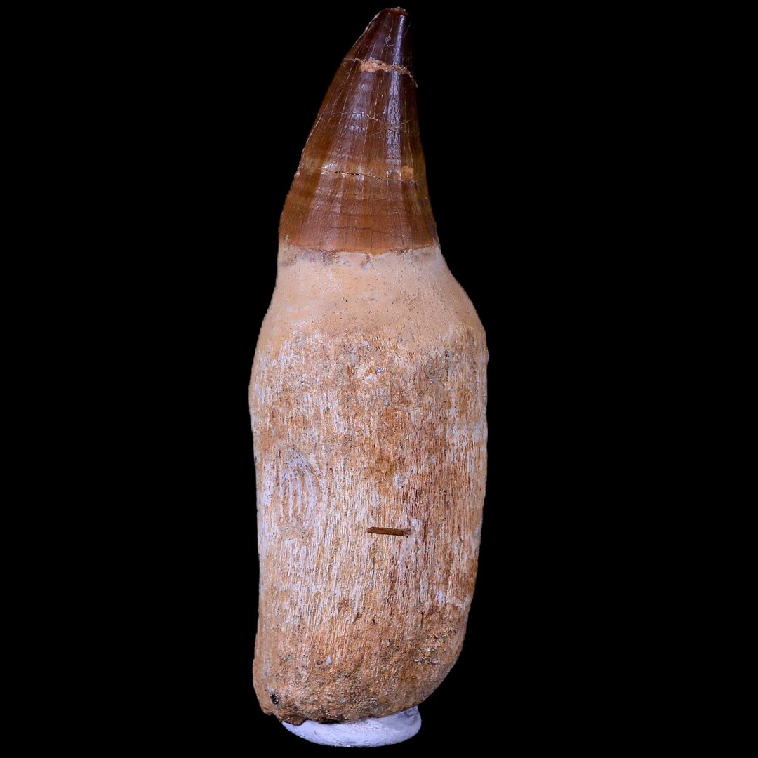 XL 4.3 Mosasaur Prognathodon Fossil Tooth Rooted Cretaceous Dinosaur Era Oued Zem Morocco ...