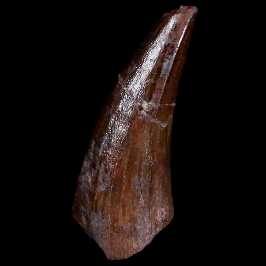0.7 Phytosaur Fossil Tooth Triassic Age Archosaur Redonda Formation New ...