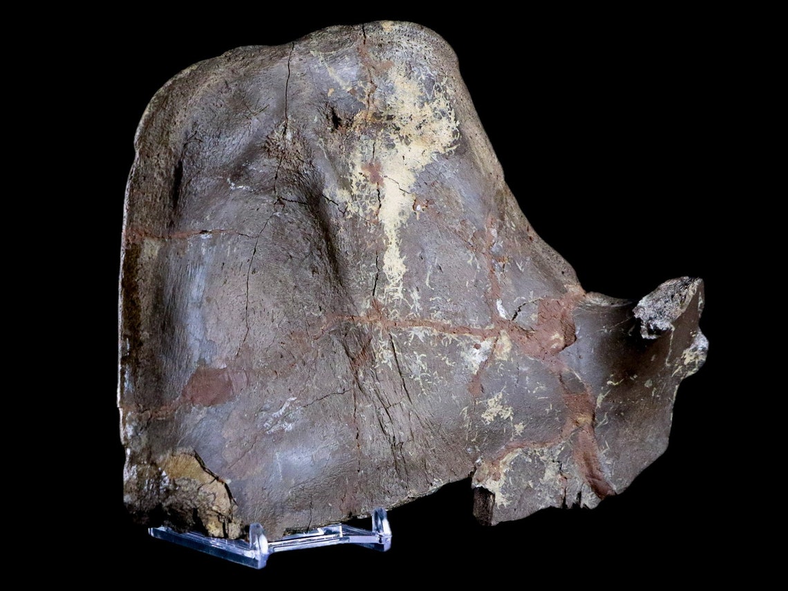 XL 8 Fossil Turtle Shell Hell Creek Formation Montana - Etsy