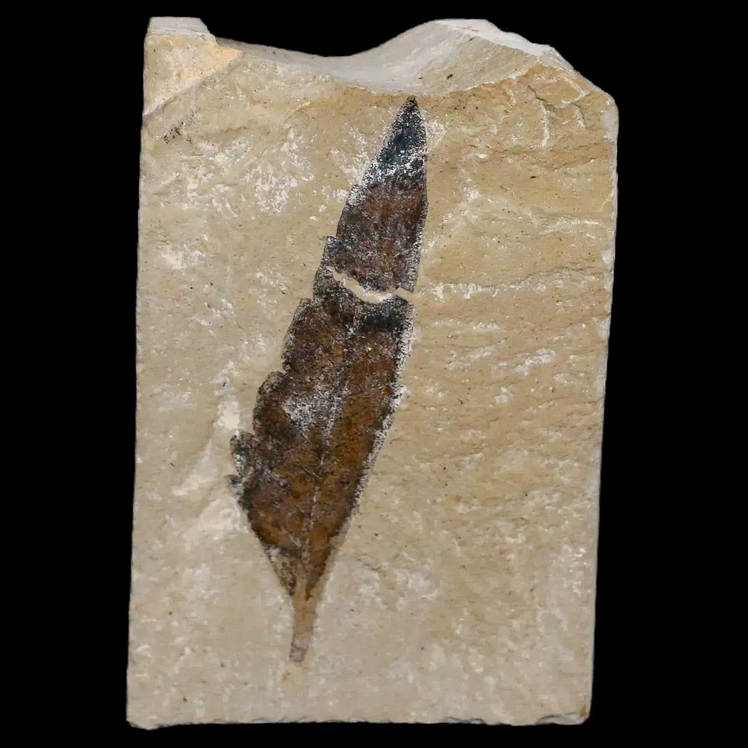 1.7 Highly Detailed Cedrelospermum Nervosum Fossil Plant Leaf Eocene ...