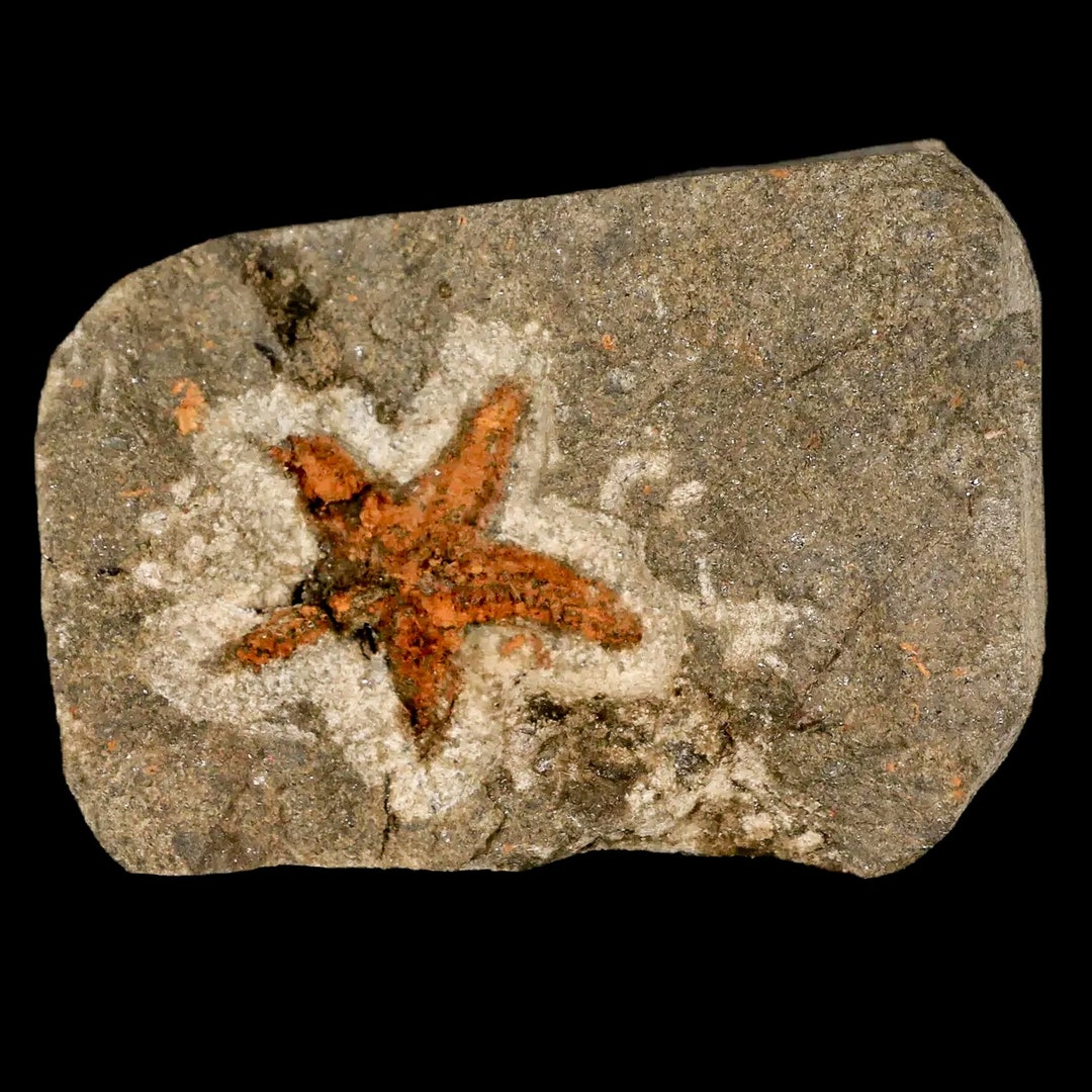 22MM Brittlestar Petraster Starfish Fossil Ordovician Age Blekus ...