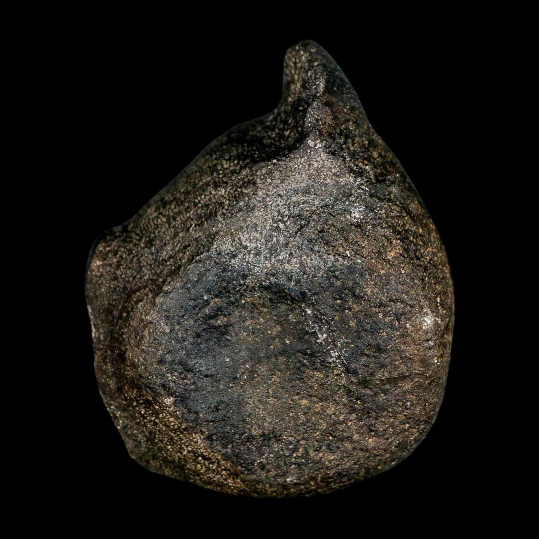 3.1" Hypacrosaurus Dinosaur Fossil Vertebrae Two Medicine Formation ...