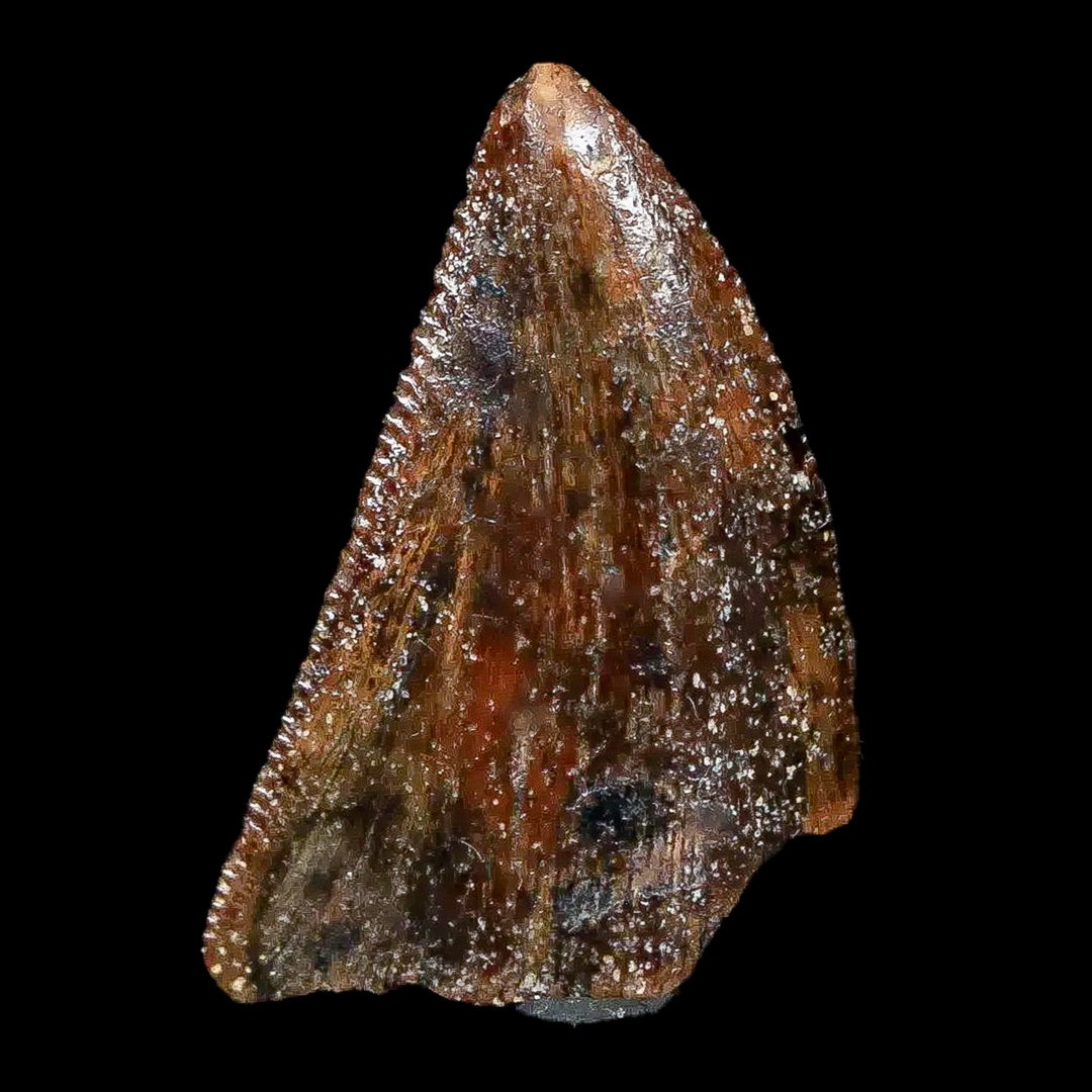 0.9" Majungasaurus Serrated Fossil Tooth Cretaceous Dinosaur Madagascar ...