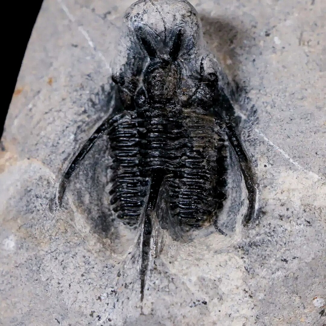 1.1 Cyphaspis Tafilalet Walteri Horned Devil Trilobite Fossil Devonian ...