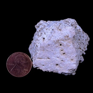 1.8" Glyptodon Fossil Osteoderm Scute Plate Bony Armor 1.1 Ounces ...