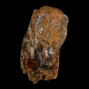 2.8" Corythosaurus Fossil Vertebrae Process Bone Judith River Formation ...