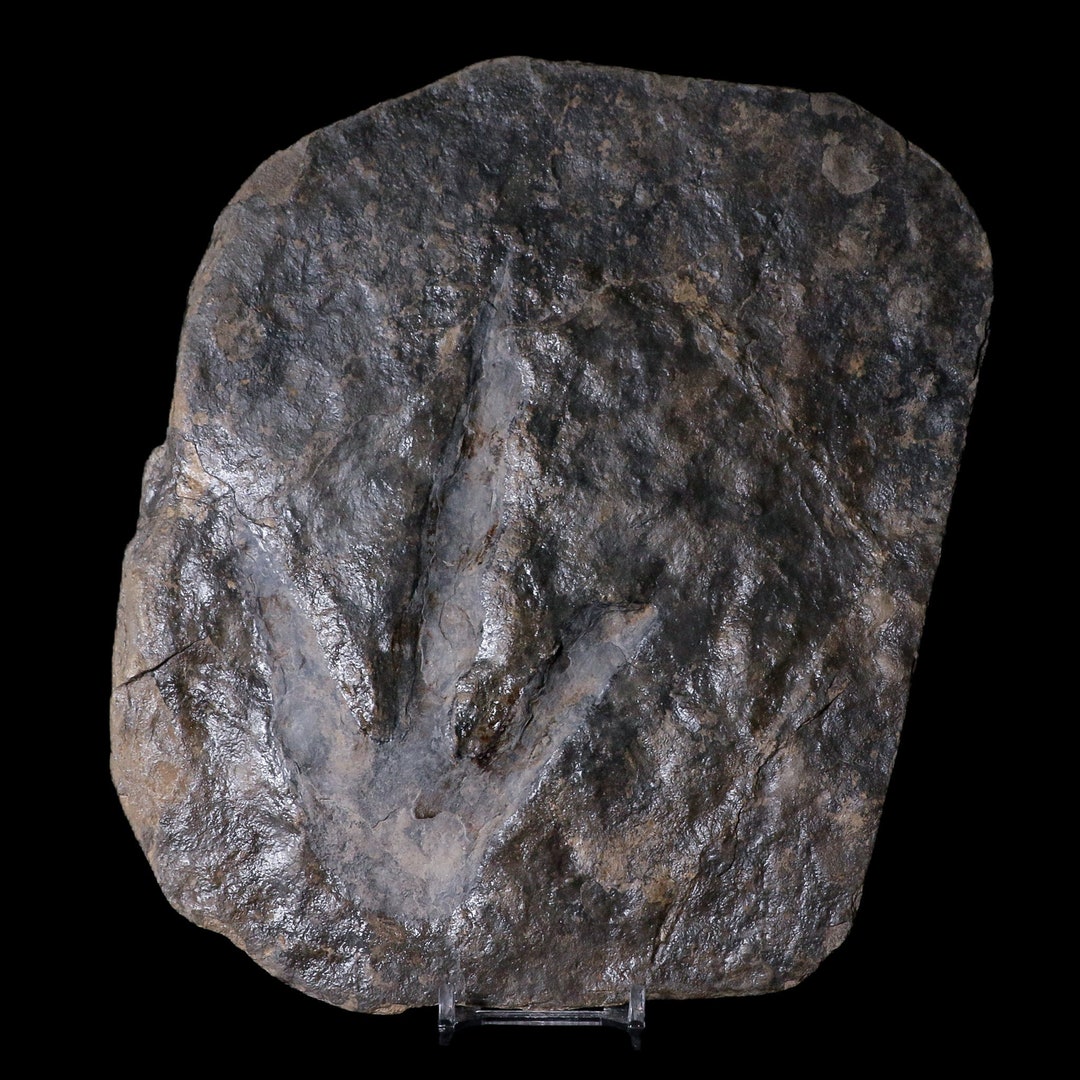 5.7 Grallator Variabilis Dinosaurs Tracks Foot Prints - Etsy