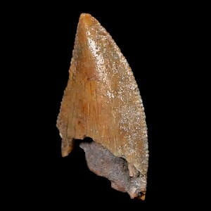 0.8" Majungasaurus Serrated Fossil Tooth Cretaceous Dinosaur Madagascar ...