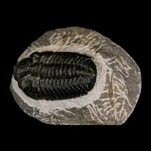 2.2" Moroccops Trilobite Fossil Morocco Devonian Age 400 Mil Yrs Old ...