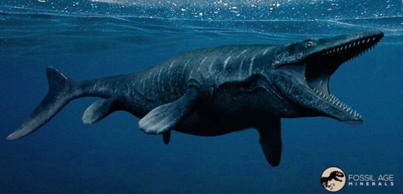 2.8" Mosasaur Eremiasaurus Fossil Tooth Rooted Cretaceous Dinosaur Era ...