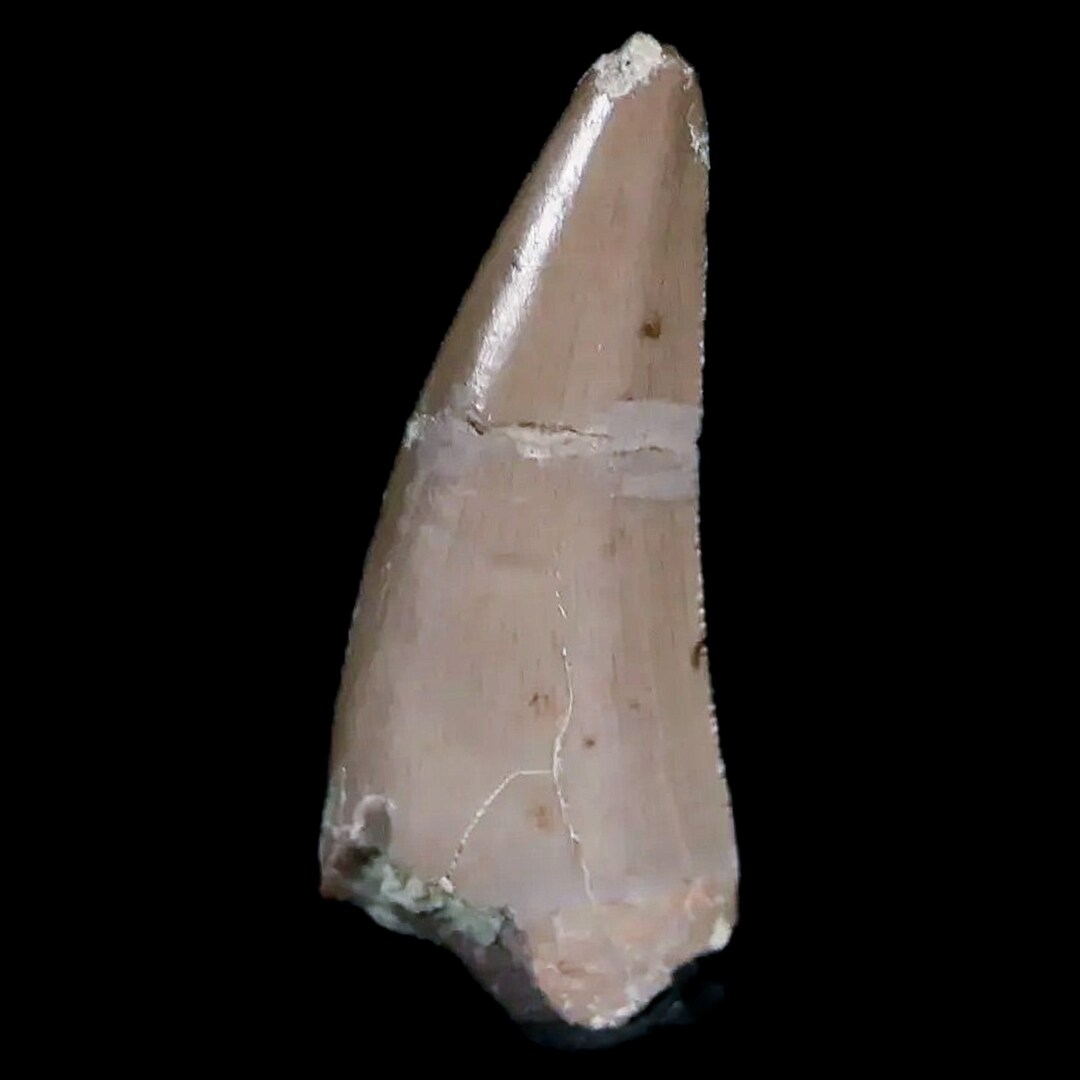 0.6" Postosuchus Rauisuchid Archosaur Fossil Tooth Chinle Formation ...