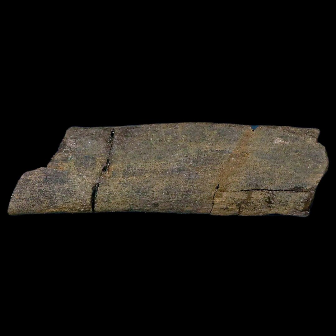 5.1" Hypacrosaurus Dinosaur Fossil Rib Bone Two Medicine Formation ...