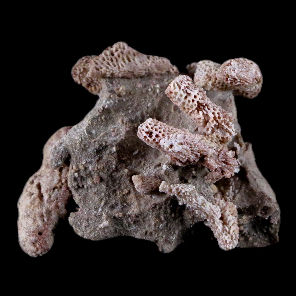 Devonian Period Coral