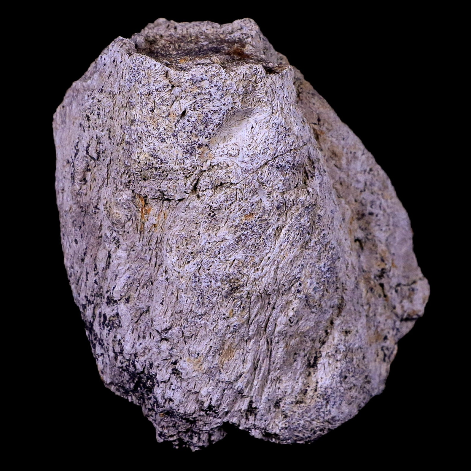 3.3 Triceratops Skull Fossil Bone Lance Creek Formation - Etsy