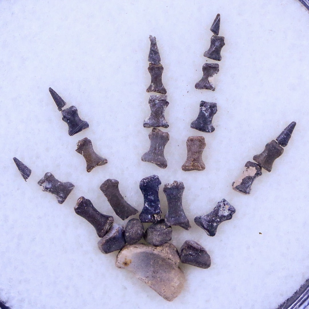 Captorhinus Aguti Foot Fossil Permian Age Reptile 299 Mil Years Old ...