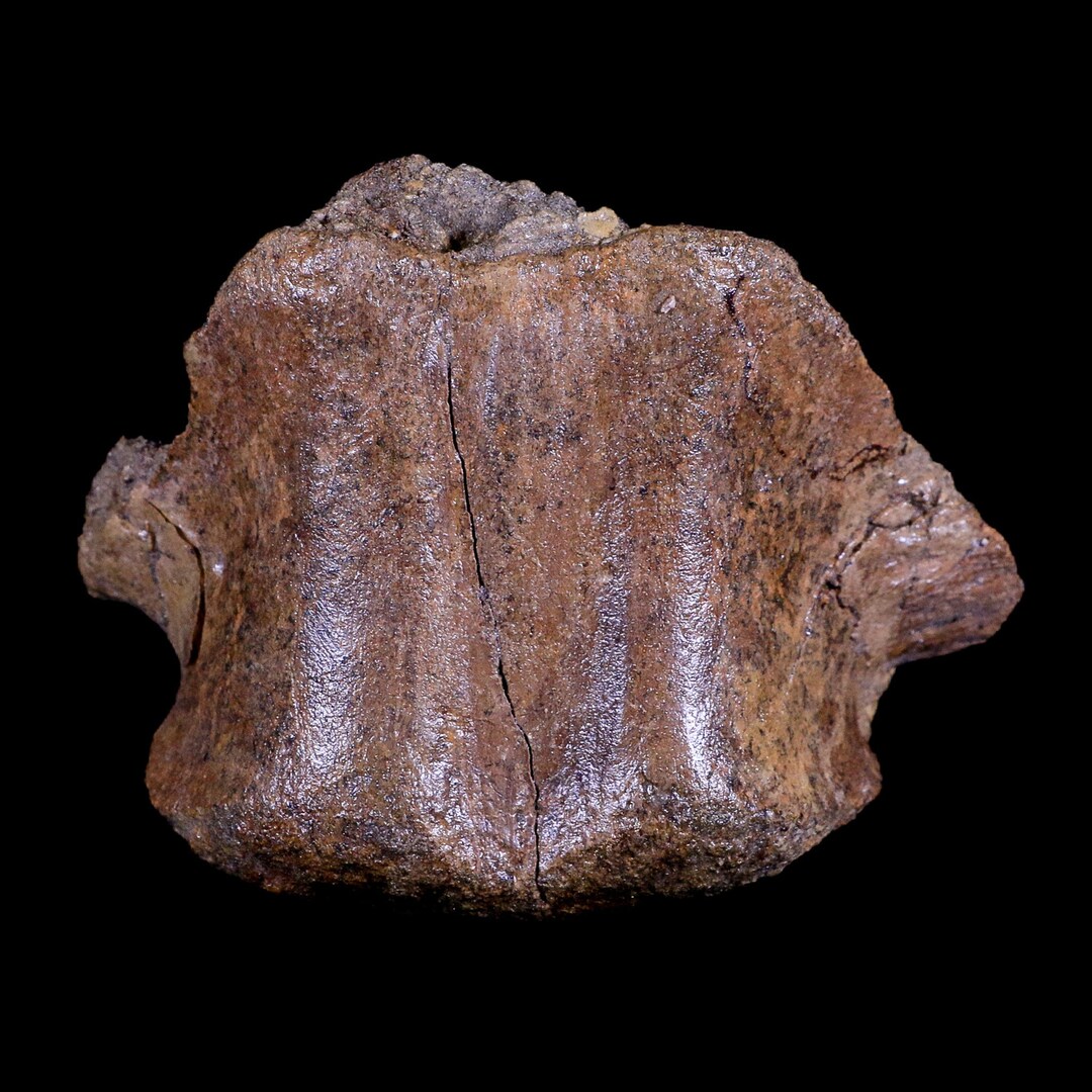 5 Pachycephalosaurus Fossil Cervical Vertebrae Lance - Etsy