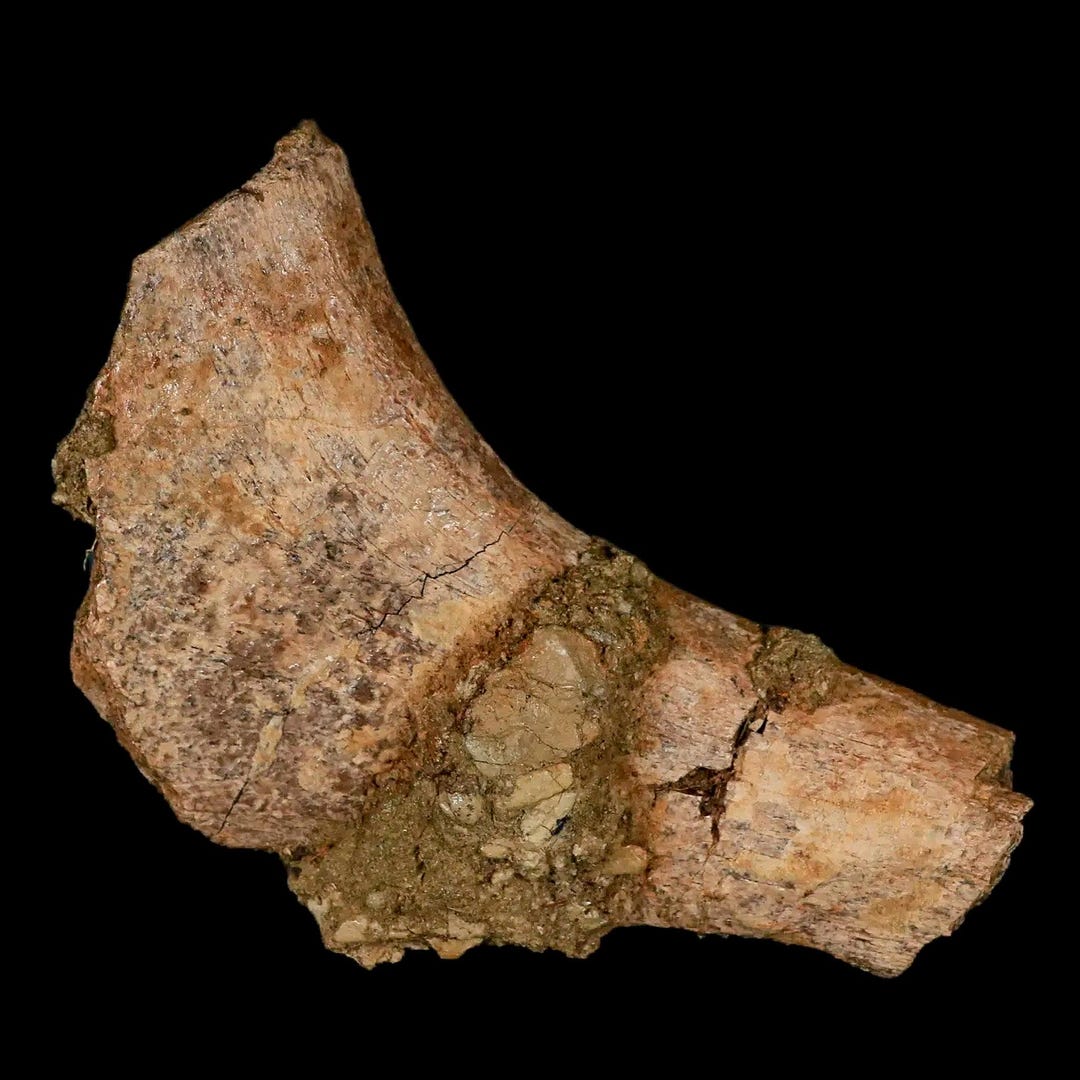 4.2 Triceratops Fossil Rib Bone Lance Creek Formation Cretaceous ...